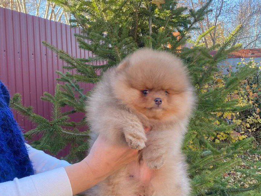 Померанский шпиц мини