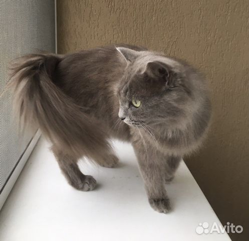 Кошка в добрые руки