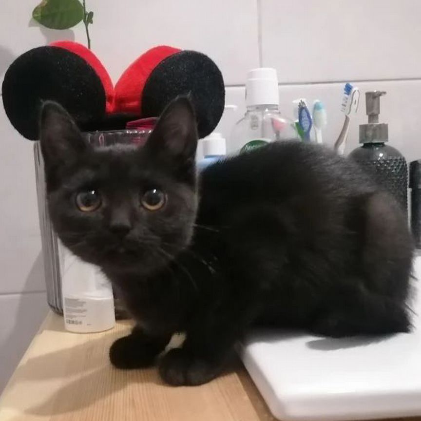 Котёнок в добрые руки