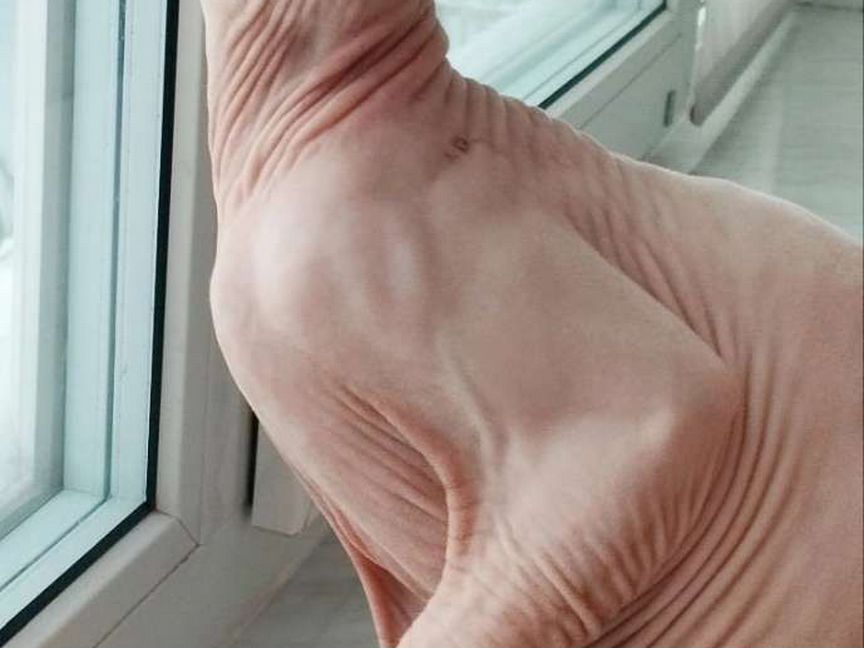 Канадский сфинкс разноглазый