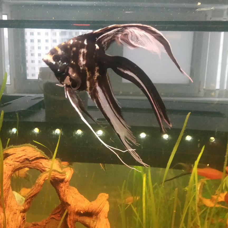 Рыбки скалярии