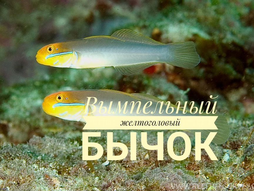 Желтоголовый Бычок (морская рыбка в наличии)