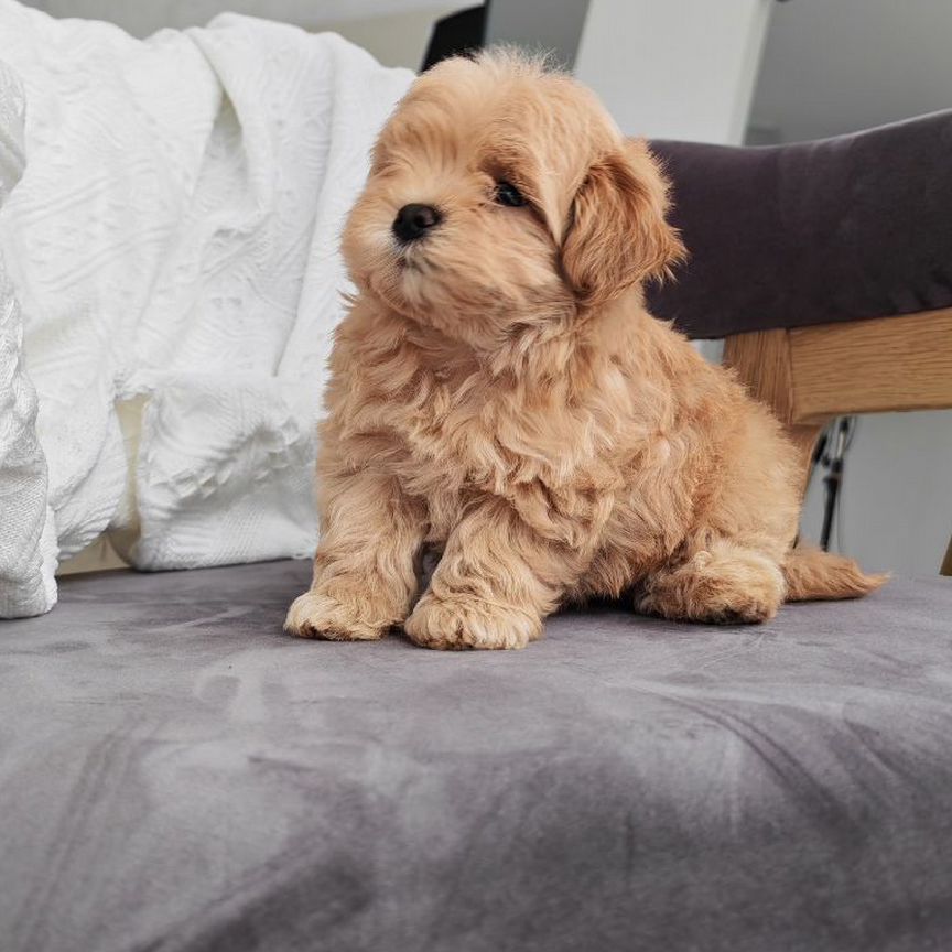 Мальтипу, щенок