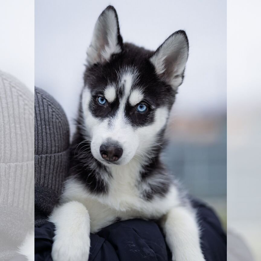 Щенки сибирской хаски