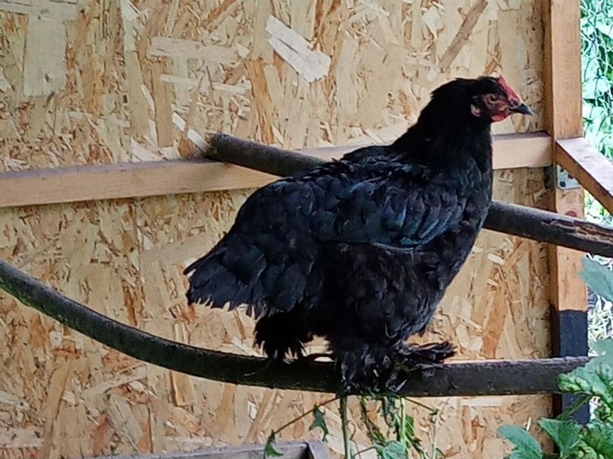 Клушка брама