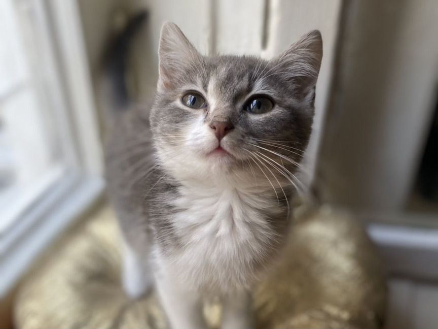 Котенок