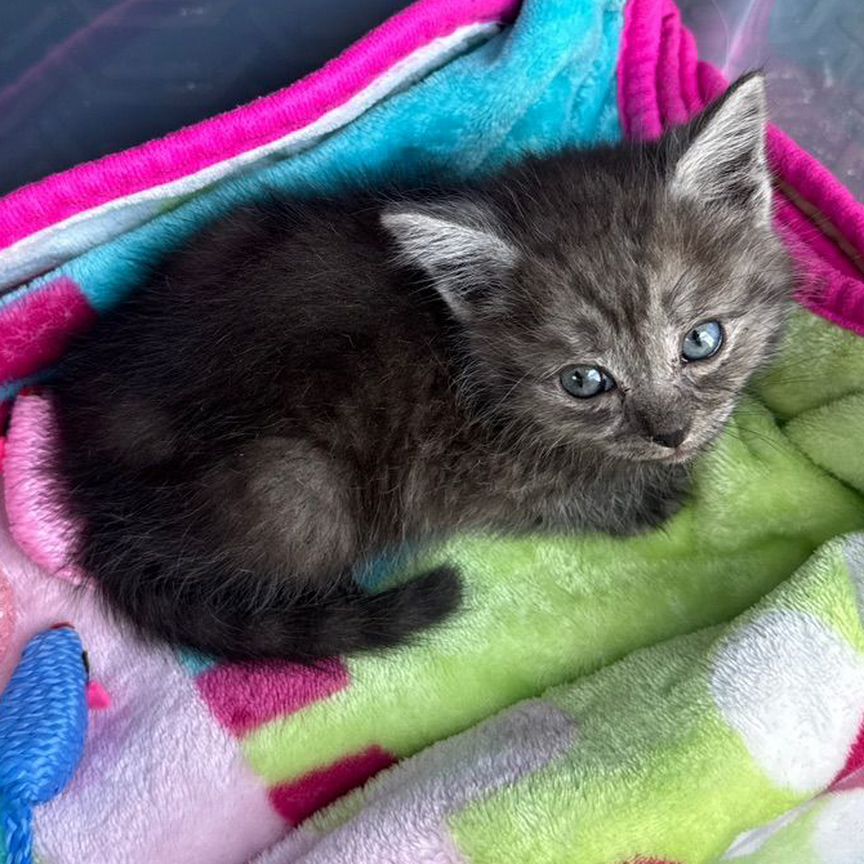 Котёнок в добрые руки
