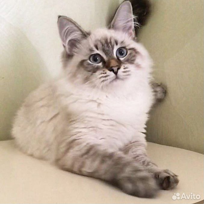 Невская маскарадная красавчик 4 м-цв