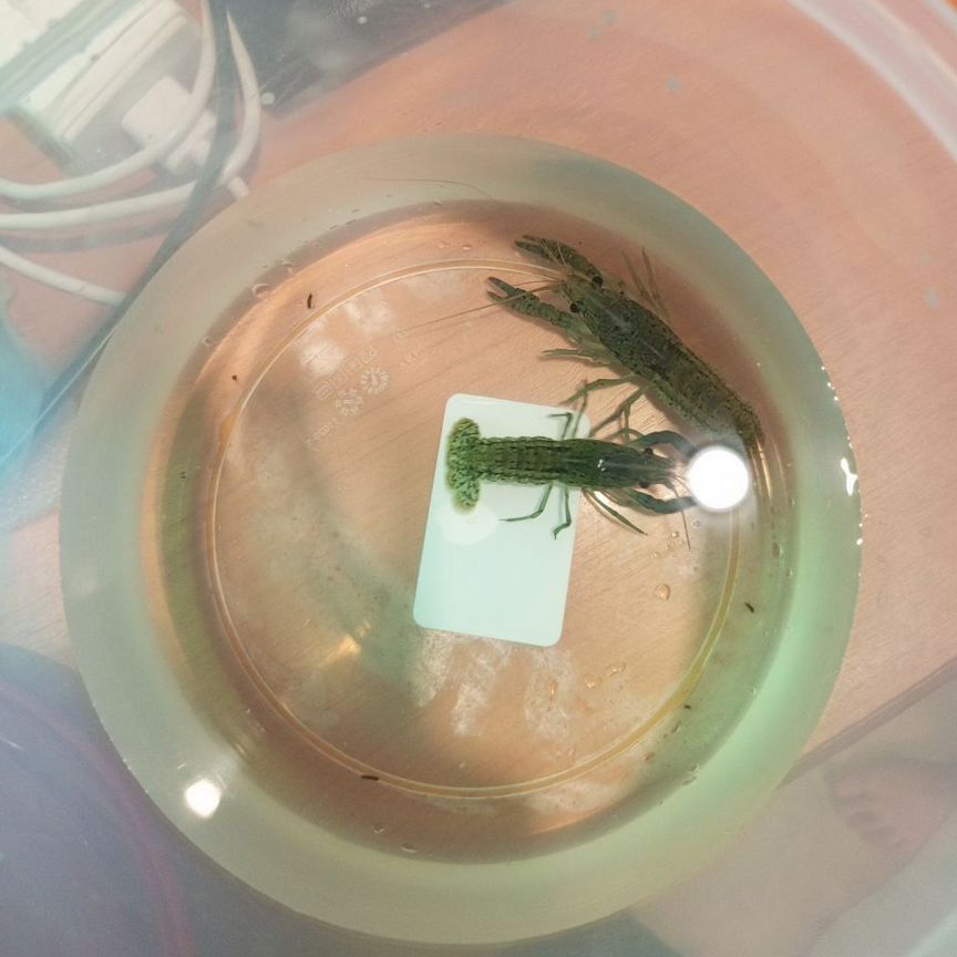 Мраморный рак