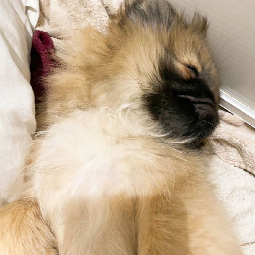 Щенок пикинеса