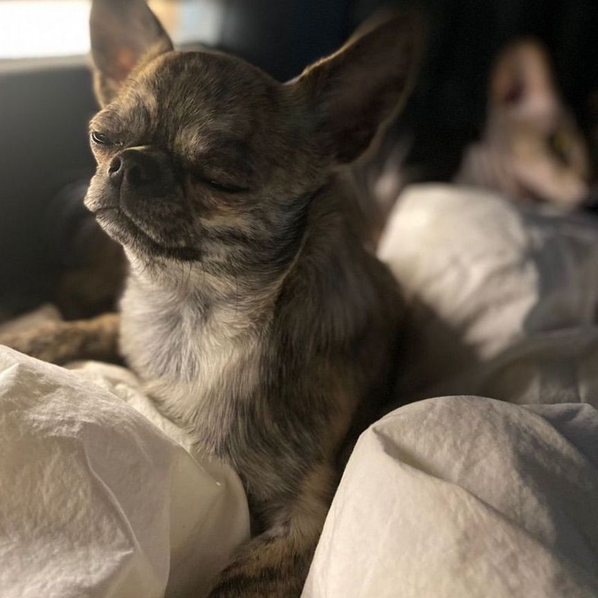 Вязка чихуа