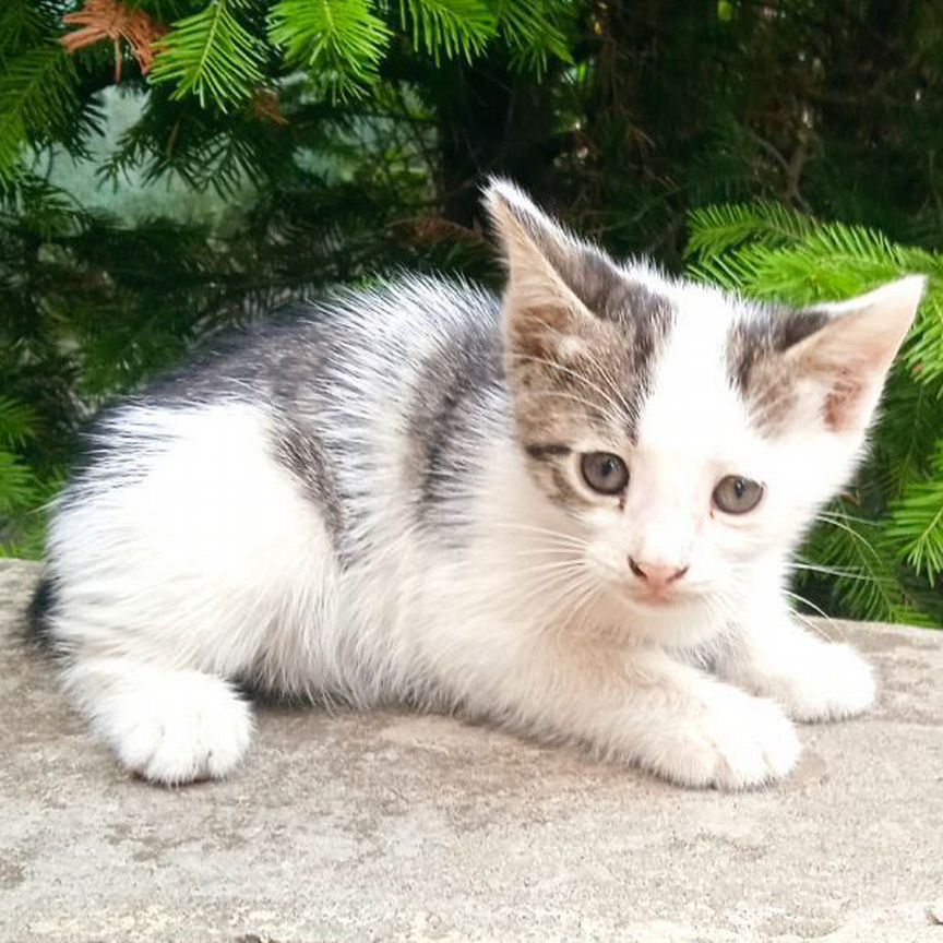 Красивые котята мальчики
