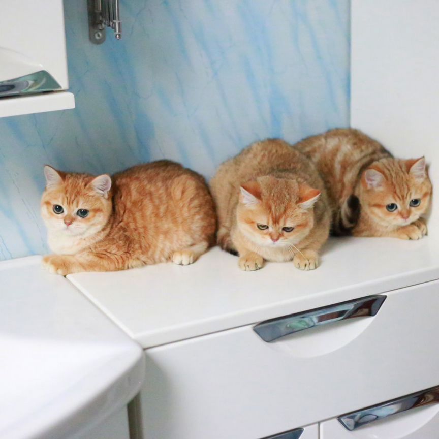 Британские котята золотая шиншилла