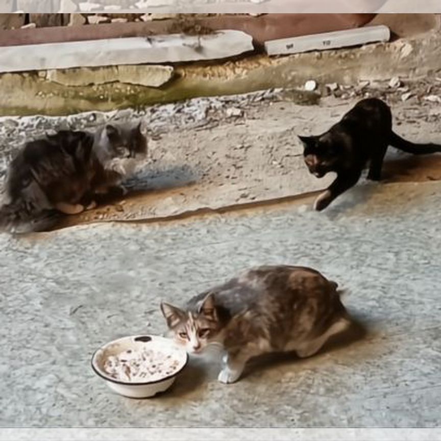 Котёнок в добрые руки