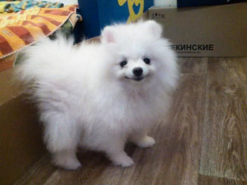 Шпиц девчушка