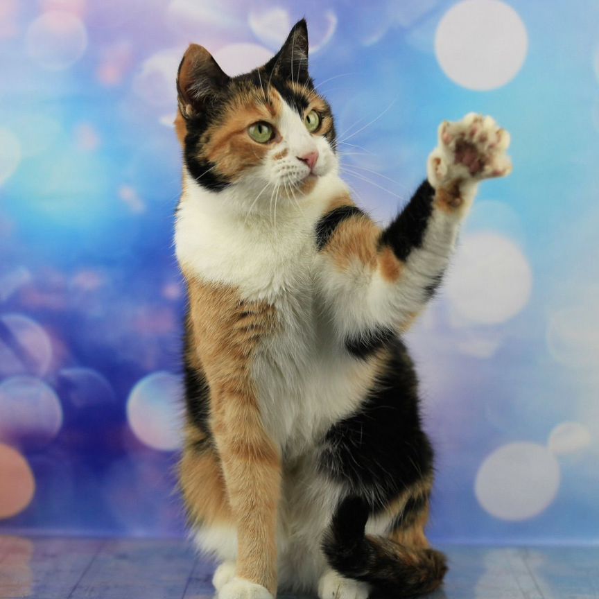 Кошка богатка