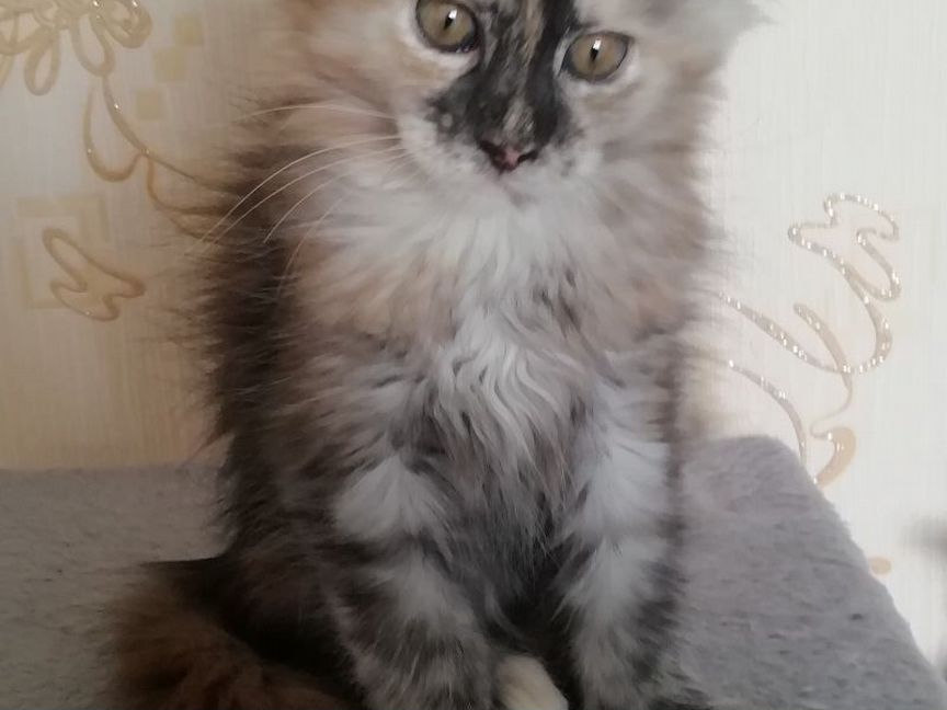 Котята Мейн-кун