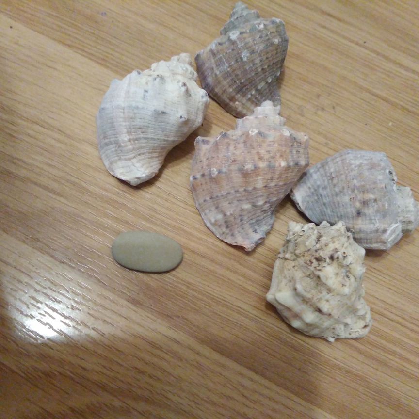 Ракушки и камни с моря с Геленжика