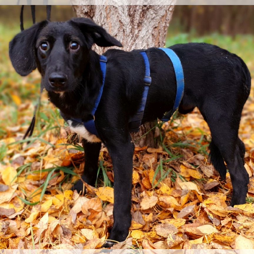 Американский водяной спаниель, щенок