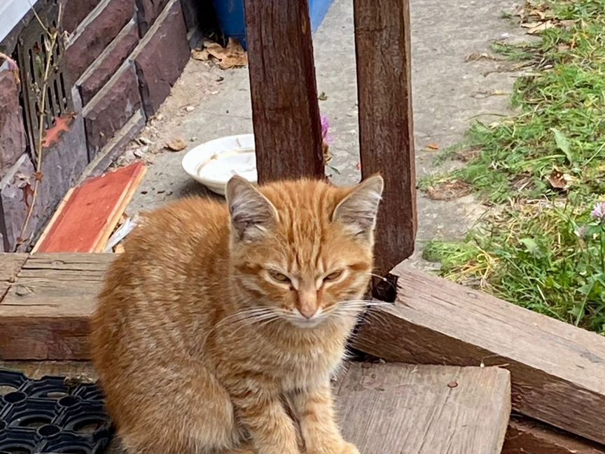 Кошки в добрые руки бесплатно