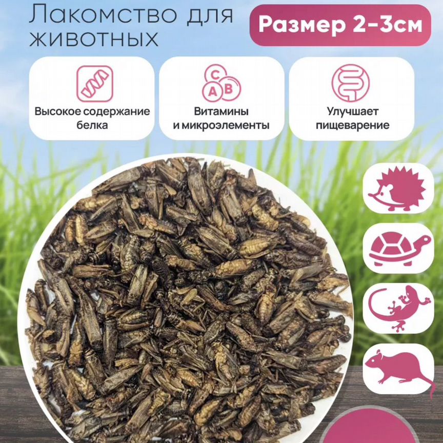 Сушеные сверчки