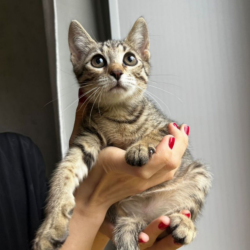 Котёнок девочка в добрые руки