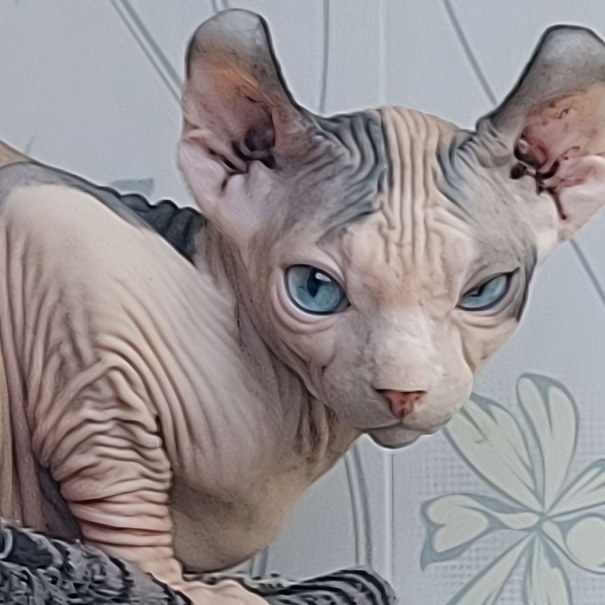 Канадский сфинкс котёнок