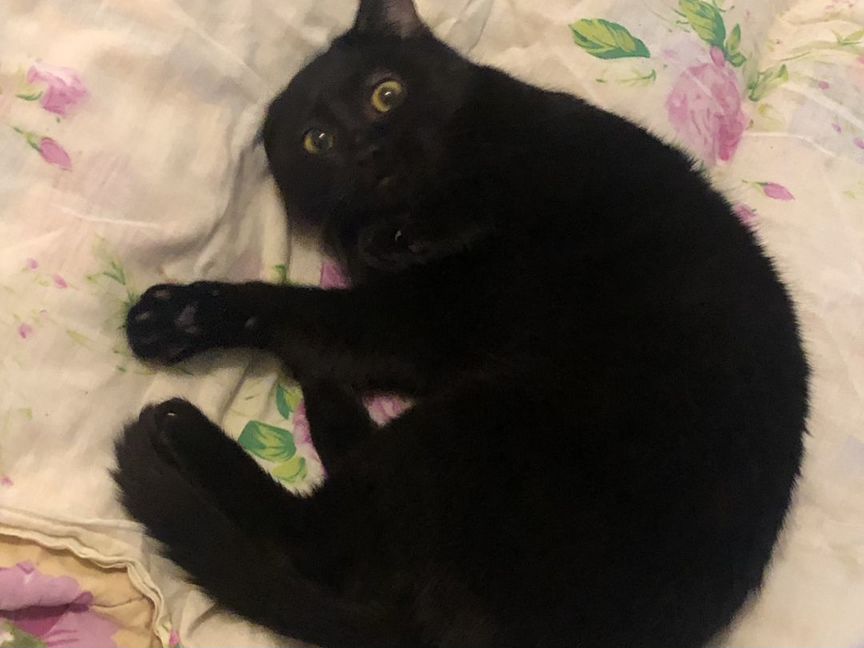 Кошечка Луна ищет любящие ручки