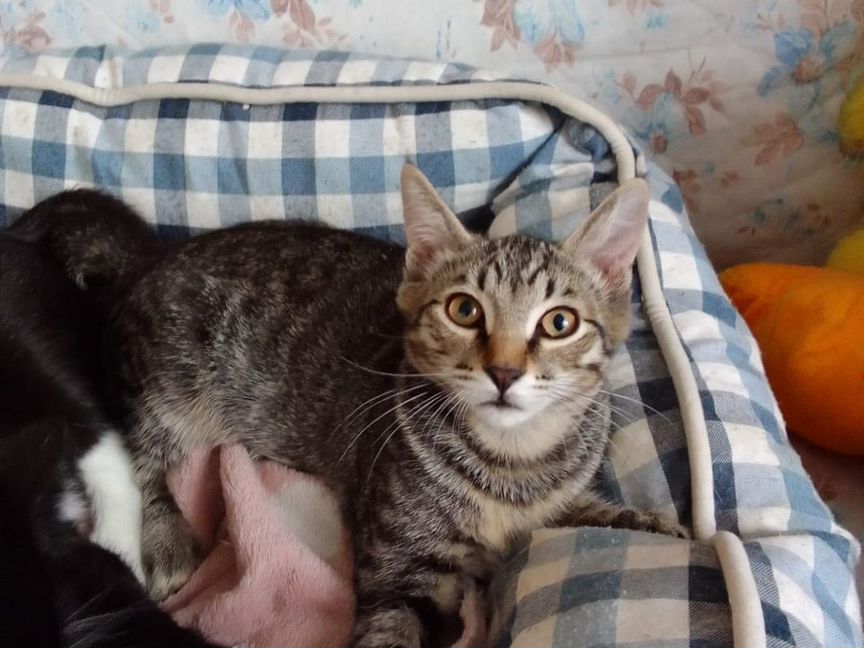 Котенок полосатик ласковое шилопопое чудо в дар