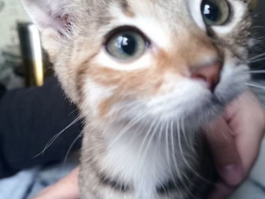 Котята в добрые руки даром