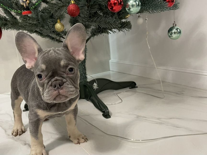 Французский бульдог щенки голубой (лиловый) окрас