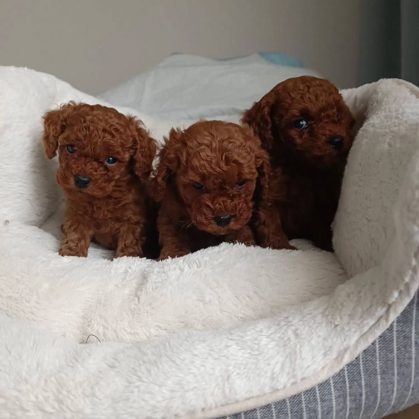 Щенки той-пуделей