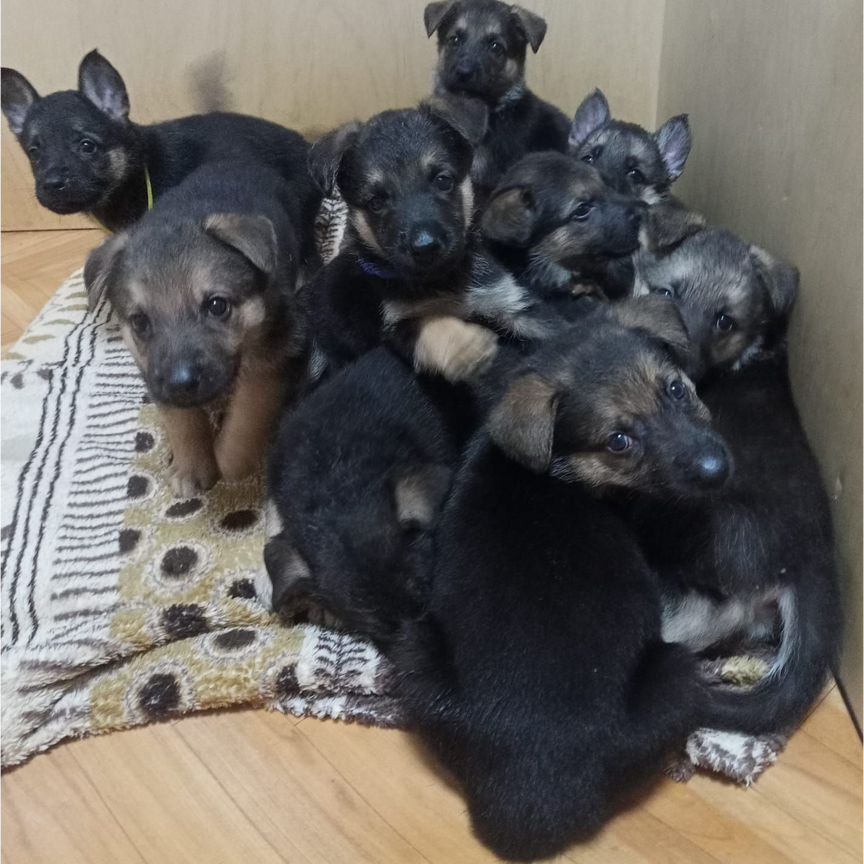 Продам щенков Восточно - Европейской овчарки