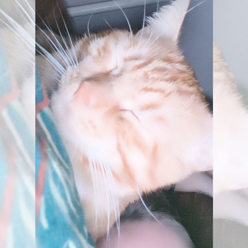 Взрослый кот в добрые руки