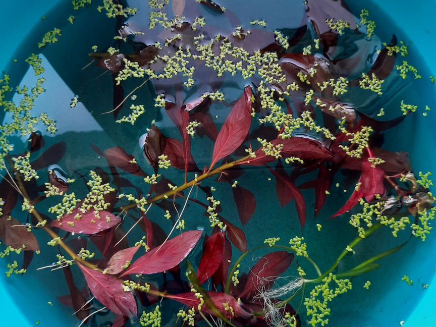 Людвигия рубин, яванский мох, бакопа каролинская