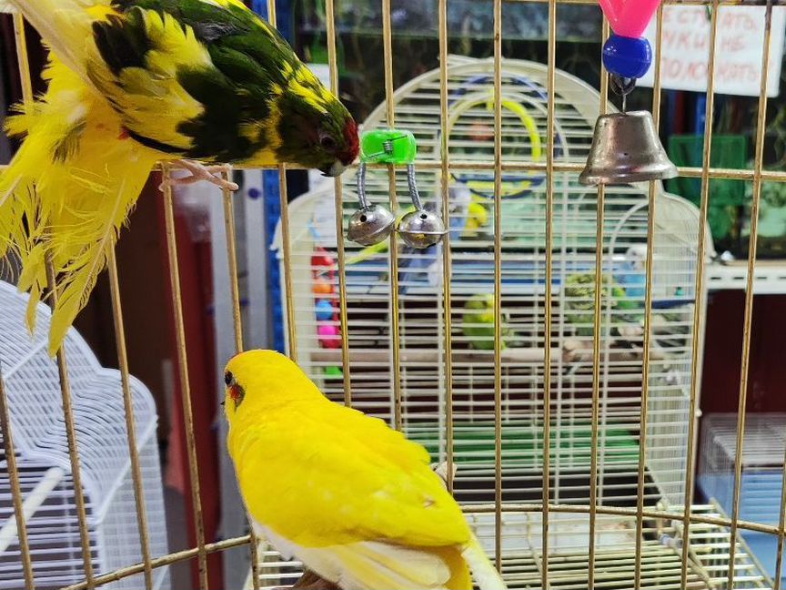 Новозеландский какарик