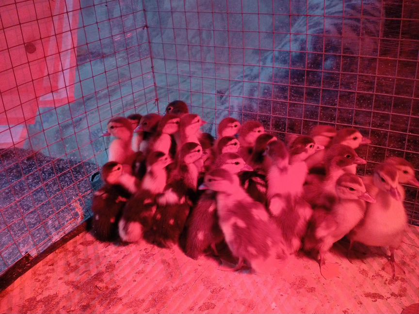 Утята муларды