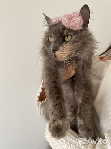 Невероятно ласковая кошечка ищет дом