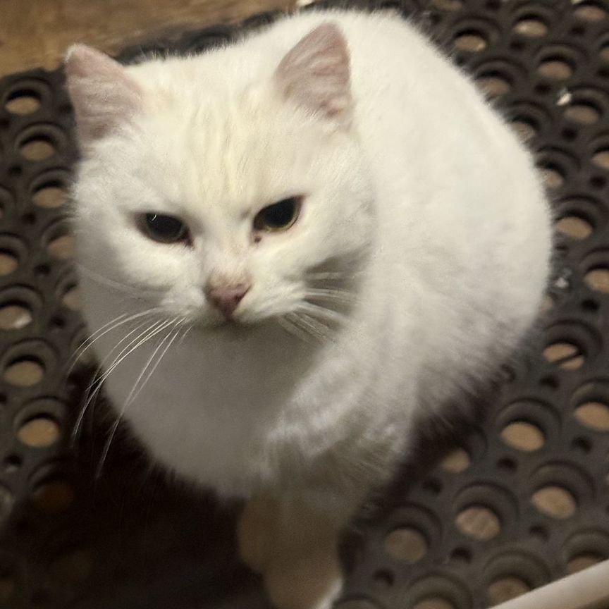 Взрослая, Девочка кошка в добрые руки