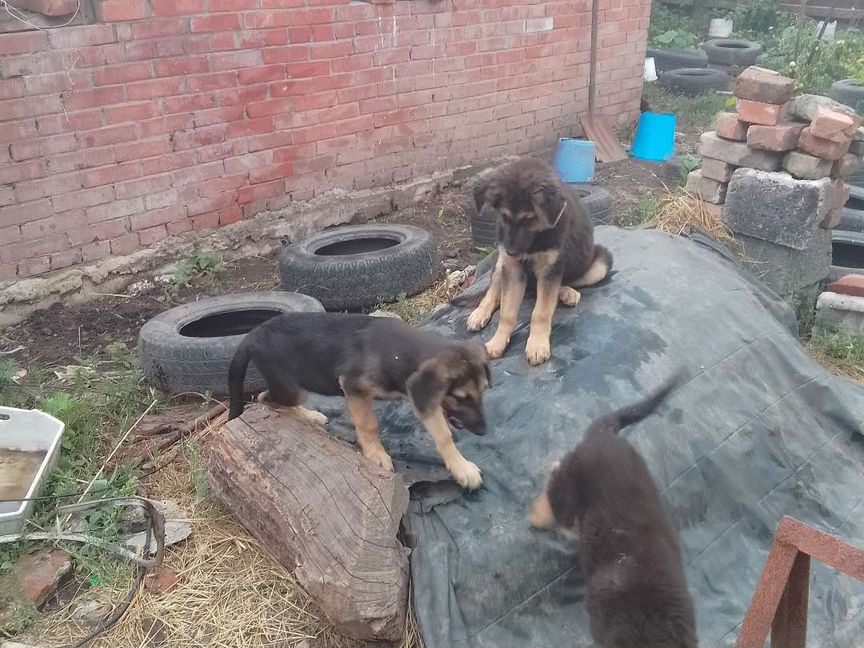 Домашние животные собаки