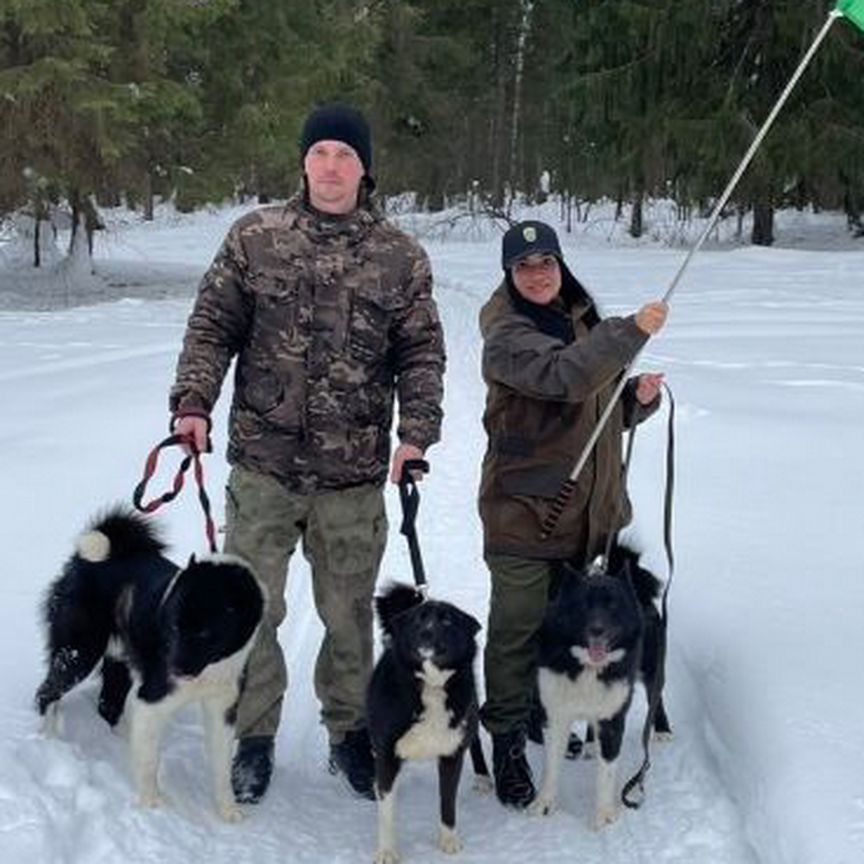 Русско-европейска лайка- сука 3 года