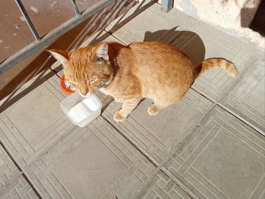 Кот в добрые руки