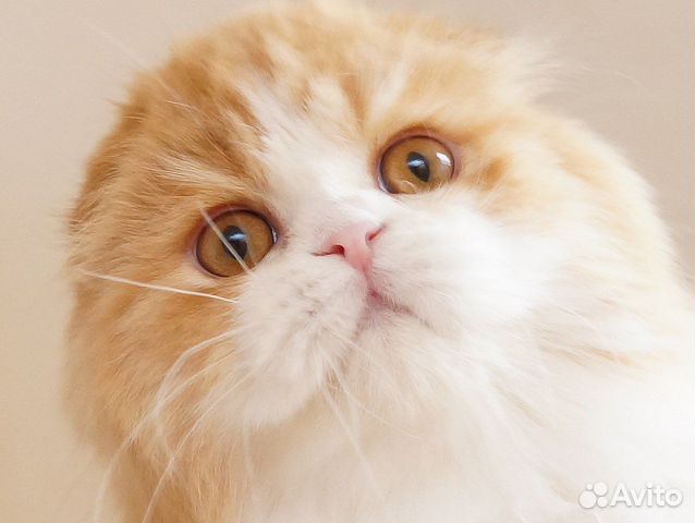 Хайленд фолд котик