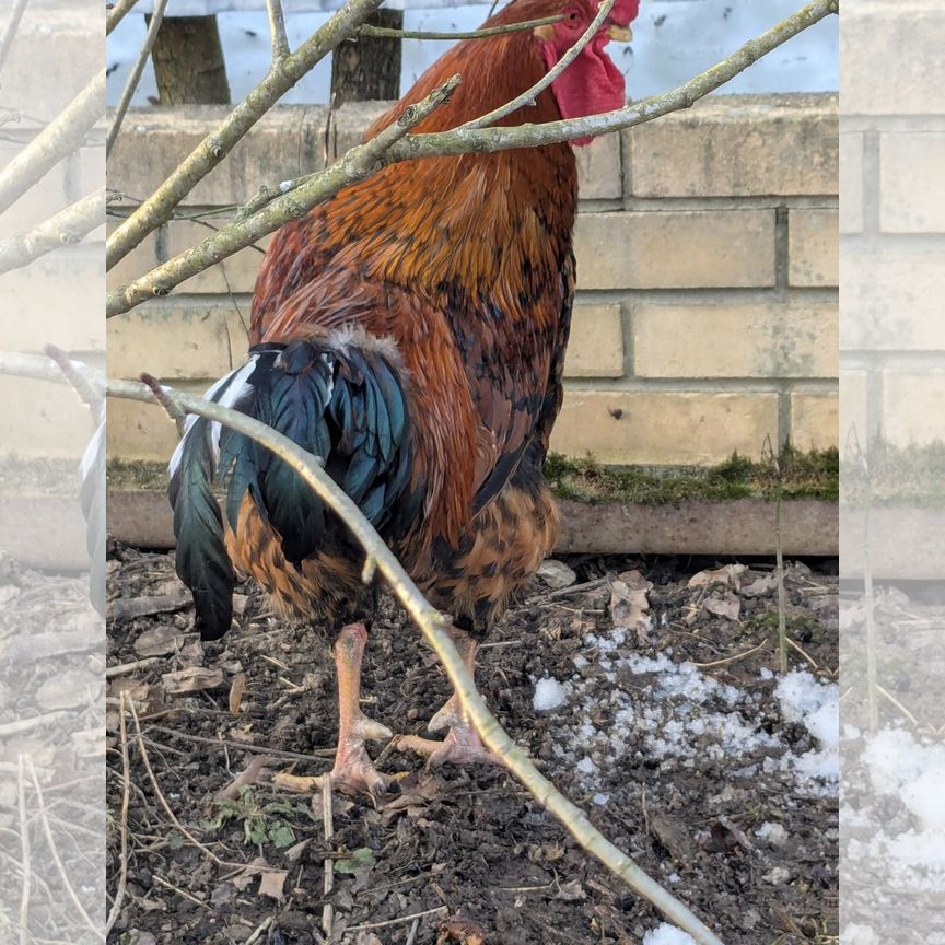 Куры петухи