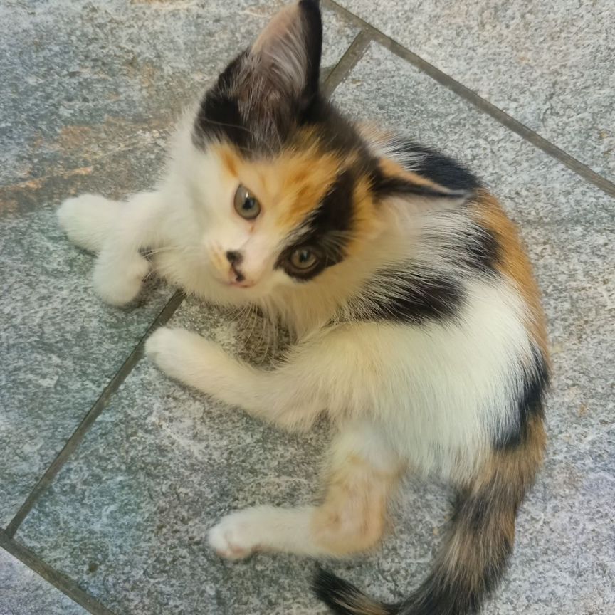 Котёнок в добрые руки