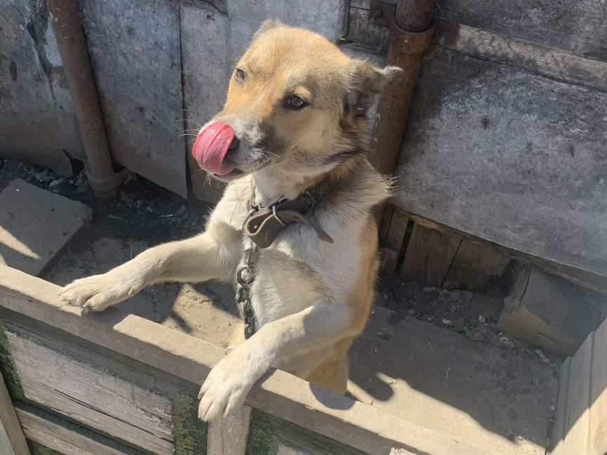 Собака в добрые руки