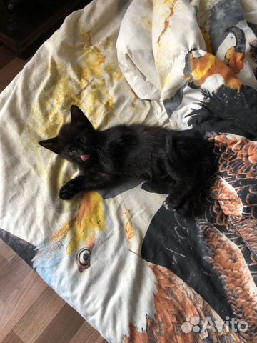 Отдам котят