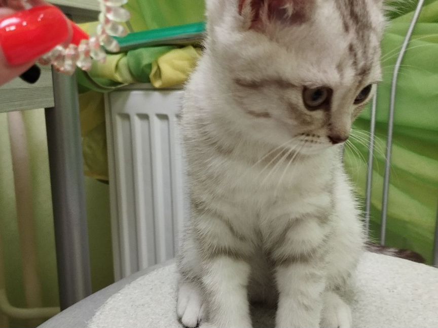 Кошки