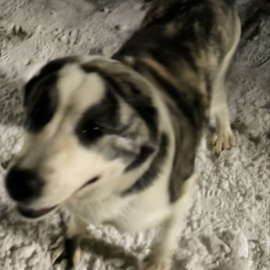 Среднеазиатская овчарка, щенок