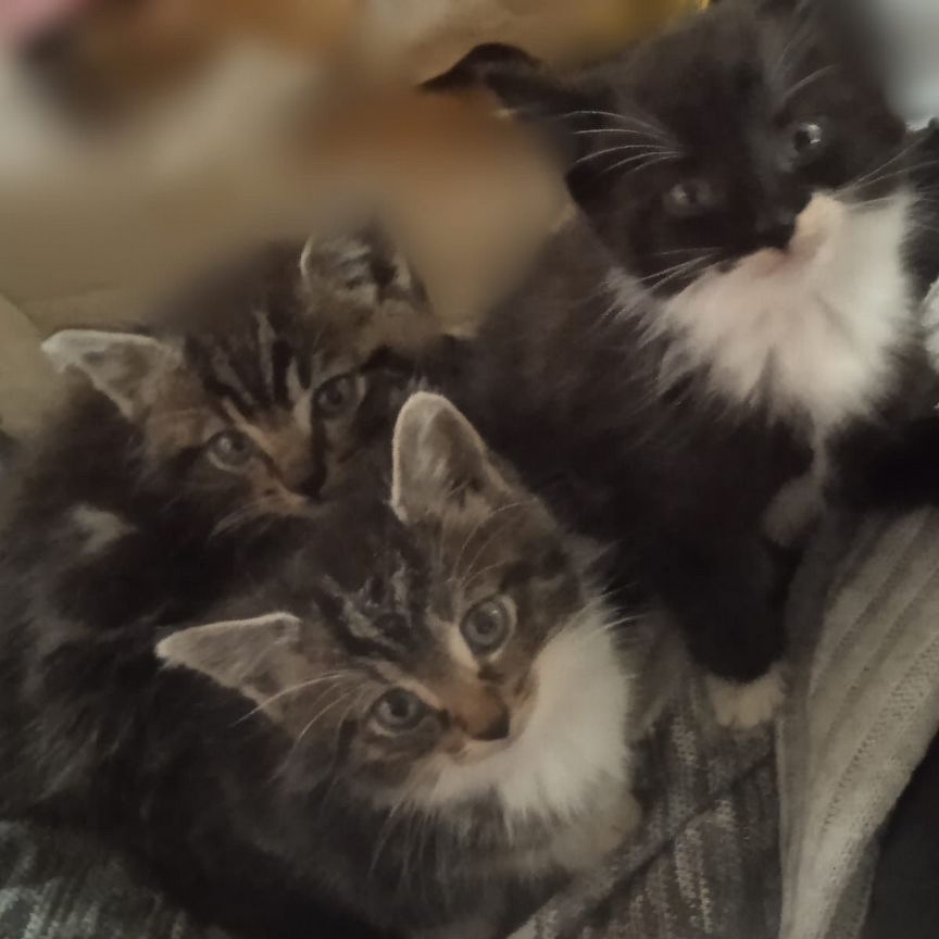 Котята в добрые руки